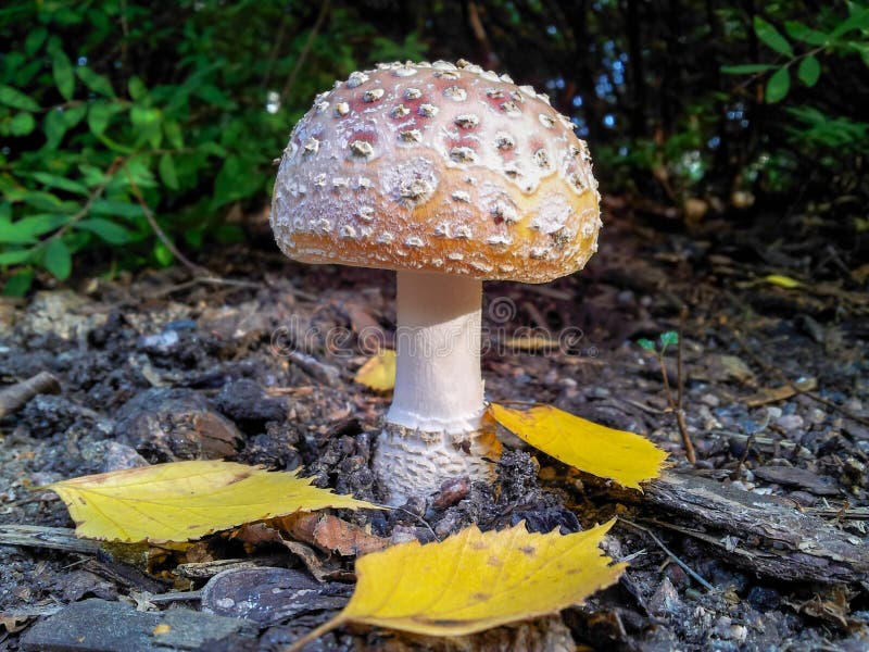 Little toadstool stock photo. Image of forest, detail - 33263958