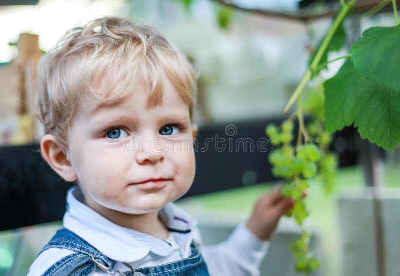 Little Toddler Boy Eating Grape Stock Image - Image of cute, grape ...