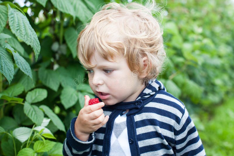 Little Toddler Eating Raspberry Stock Photo - Image of food, berry ...