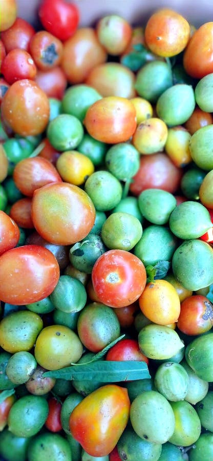 Little tomato fruit stock photo. Image of little, colorfull - 234224730