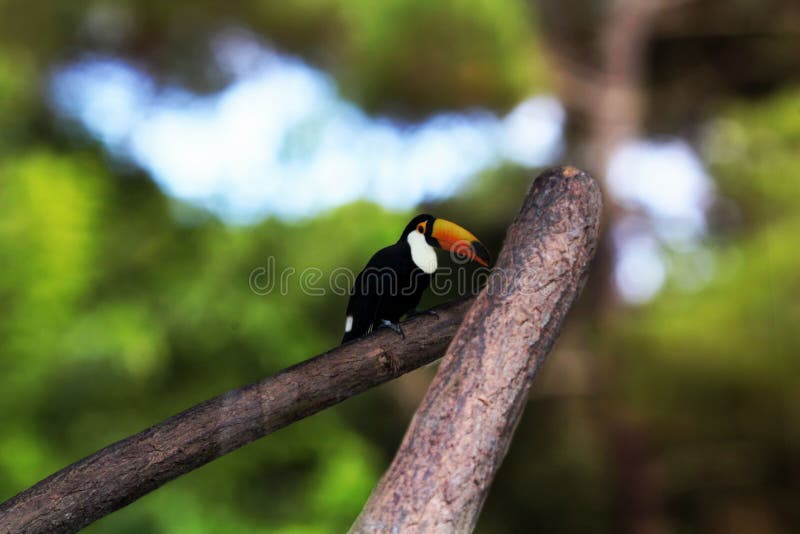 Toucan stock photo. Image of jungles, branch, feather - 100599784