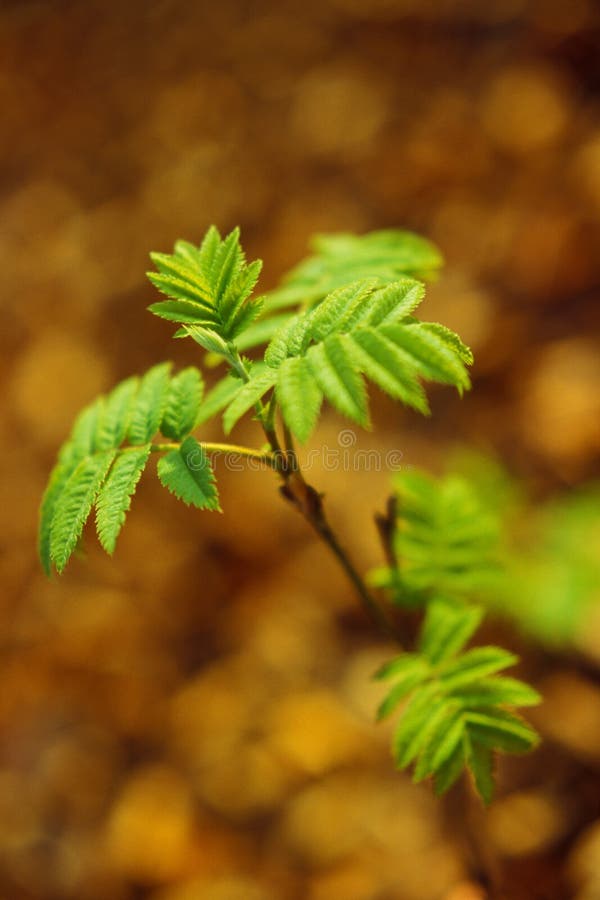 Little tree stock image. Image of tree, small, wood, brown - 1053503