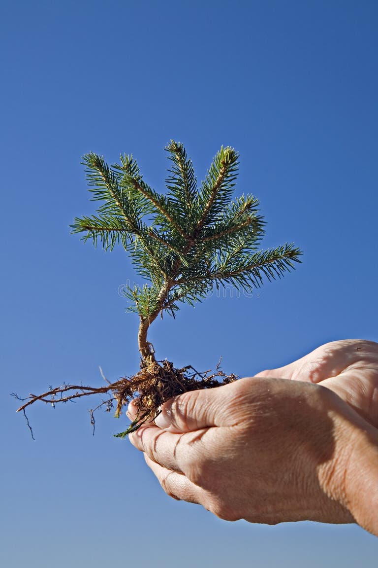 1,815 Tree Roots Hand Stock Photos - Free & Royalty-Free Stock Photos ...