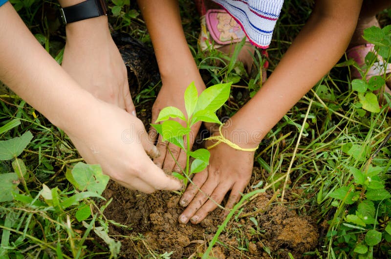 A little tree stock photo. Image of plant, energy, care - 25525736