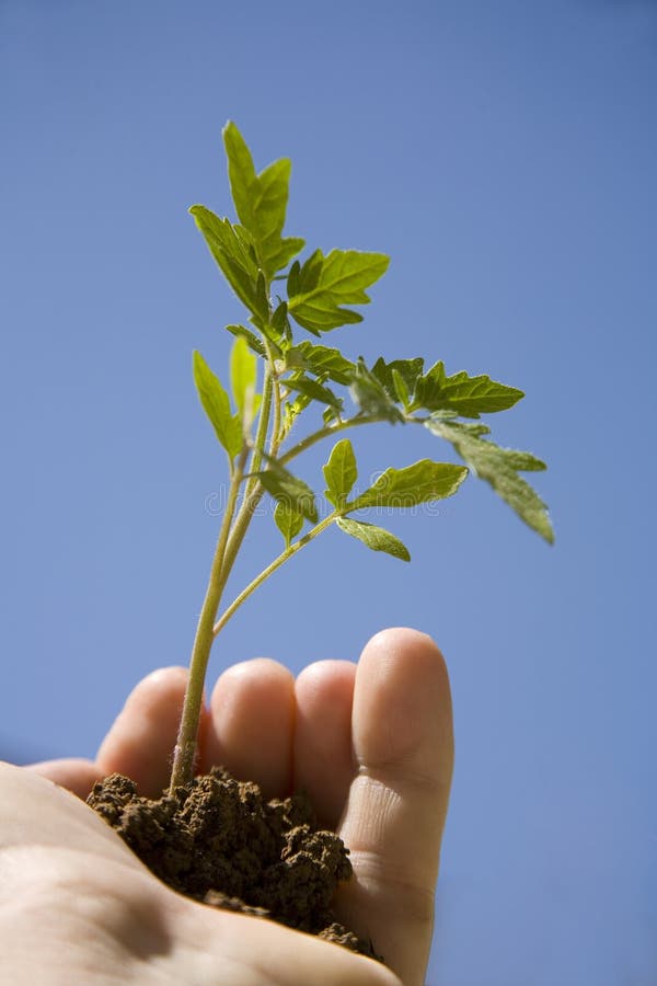 400,892 Little Tree Stock Photos - Free & Royalty-Free Stock Photos ...