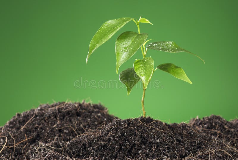 Little tree stock image. Image of garden, green, natural - 5926921