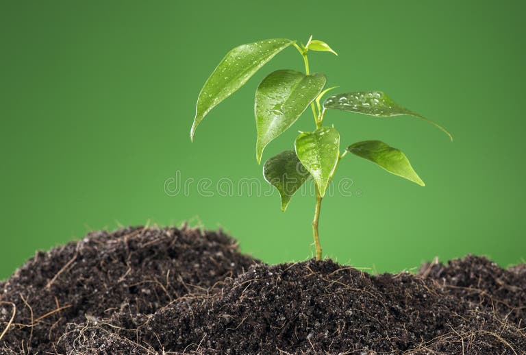 434,804 Little Chirmas Tree Stock Photos - Free & Royalty-Free Stock ...