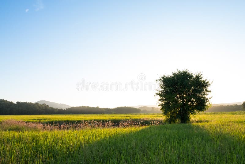 Little Tree Alone in the Feild Stock Image - Image of botany, field ...