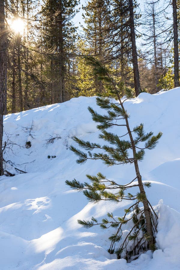 Little tree stock image. Image of mountains, italy, white - 82272155