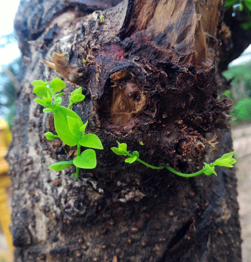 Little tree stock image. Image of little, teeny, tree - 86385329