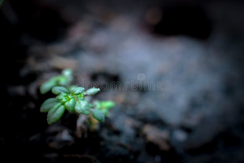 A Little Tree in the Big Jungle. Stock Photo - Image of forest, maple ...