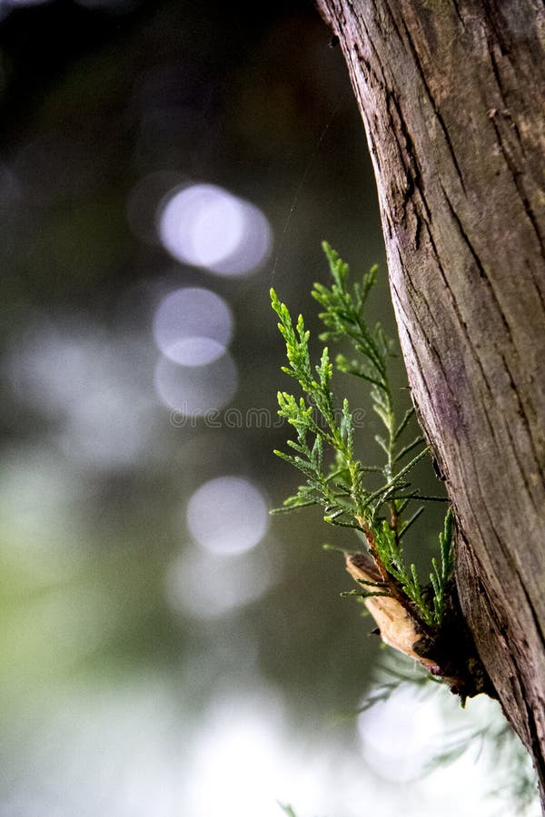 Little tree on a big tree stock photo. Image of trunk - 227964782