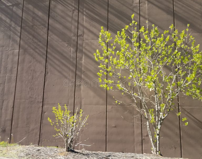 Little Tree Big Tree with Sunshine Rays Stock Image - Image of little ...