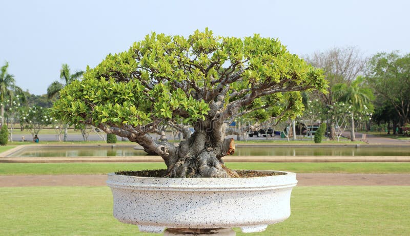 Little tree or bonsai stock image. Image of leaves, sign - 52002703