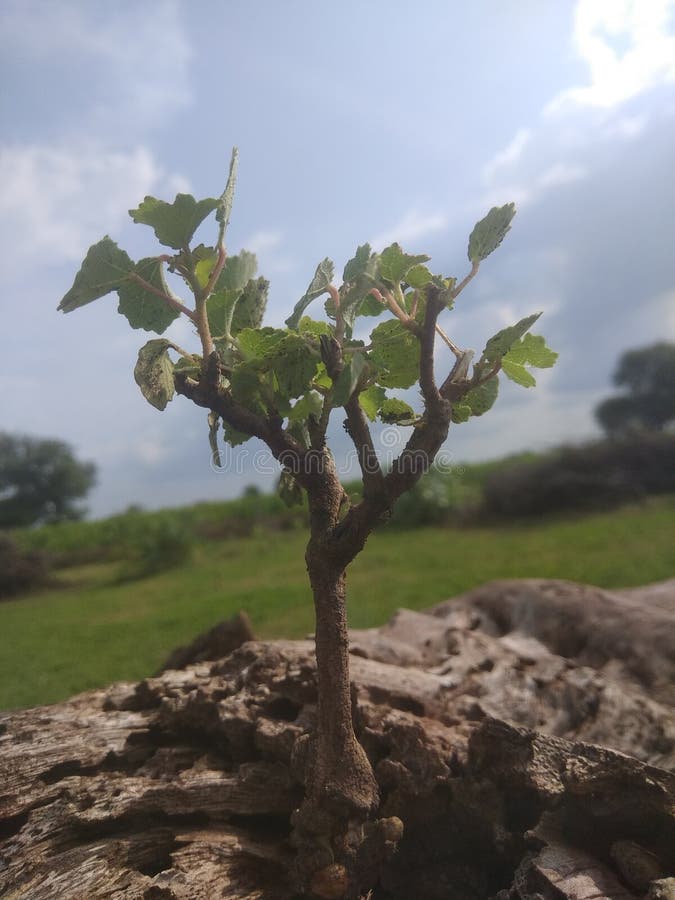 Little Tree , Bonsai Tree, Cute and Tiny Little Tree Nature Tree Stock ...