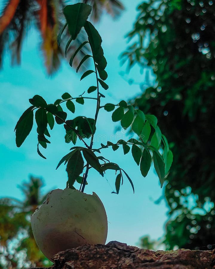 Little Tree Born Inside the Entity Nature Can Born a Burbage Stock ...
