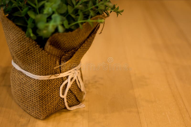 Little Tree in the Brown Sack. Stock Photo - Image of fresh, greenery ...