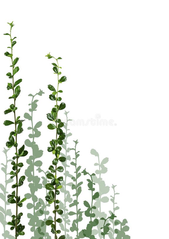 Little tree & creeper stock illustration. Illustration of climber ...