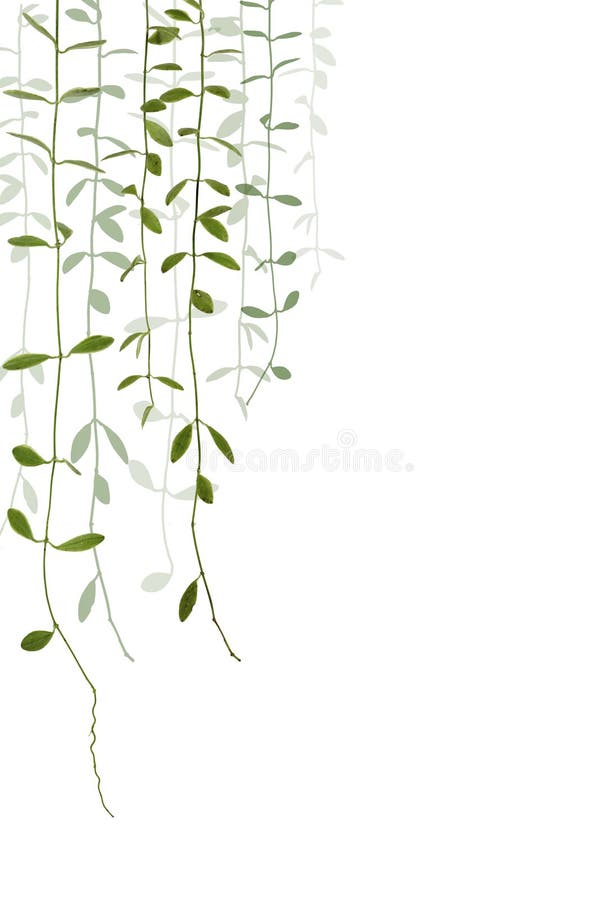 Creeper Stock Illustrations – 5,942 Creeper Stock Illustrations ...