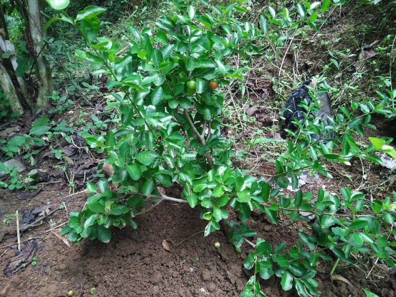 Little tree cute stock photo. Image of cherry, bonsai - 242724894