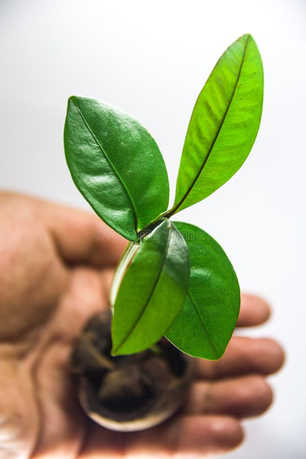 A Little Tree - Ecology Concept Stock Image - Image of hovering ...