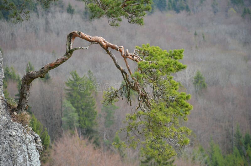 A little tree on the edge stock image. Image of green - 250367211