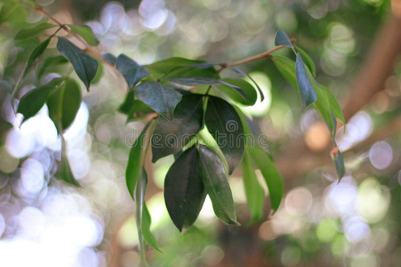 A Little Tree in the Forest at Chonburi Thailand Stock Image - Image of ...