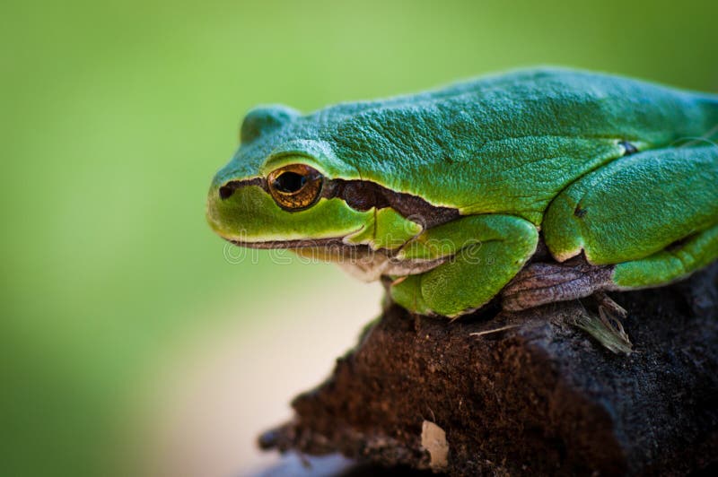 Tree Frog Sitting on a Trunk Stock Photo - Image of head, brown: 21493180