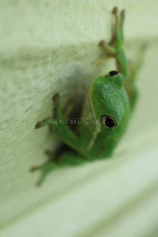 Little tree frog stock photo. Image of tree, frog, green - 238029418