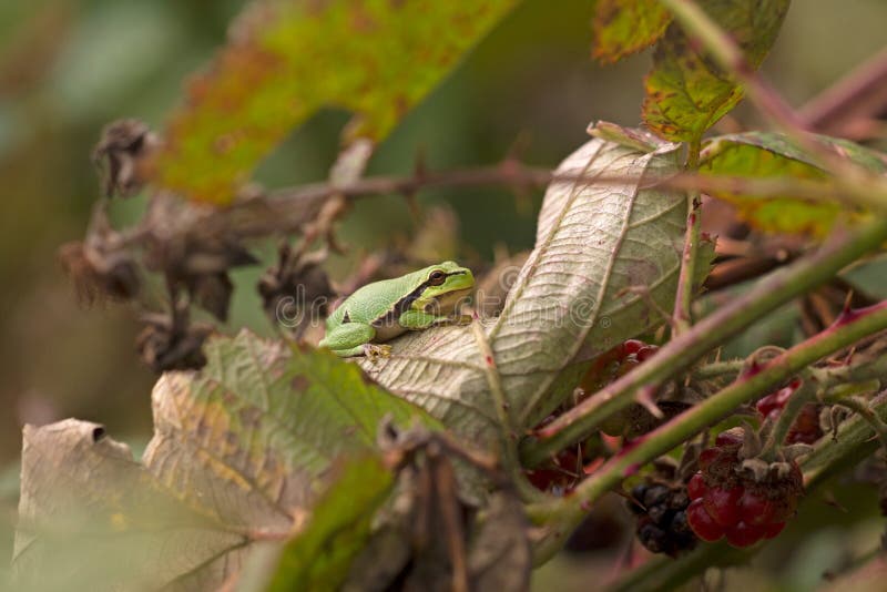 Little Tree Frog is in a Bramble Stock Image - Image of thorny, habitat ...