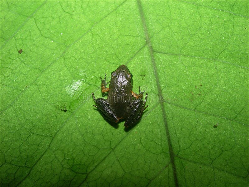 Little tree frog stock image. Image of small, little - 96884237
