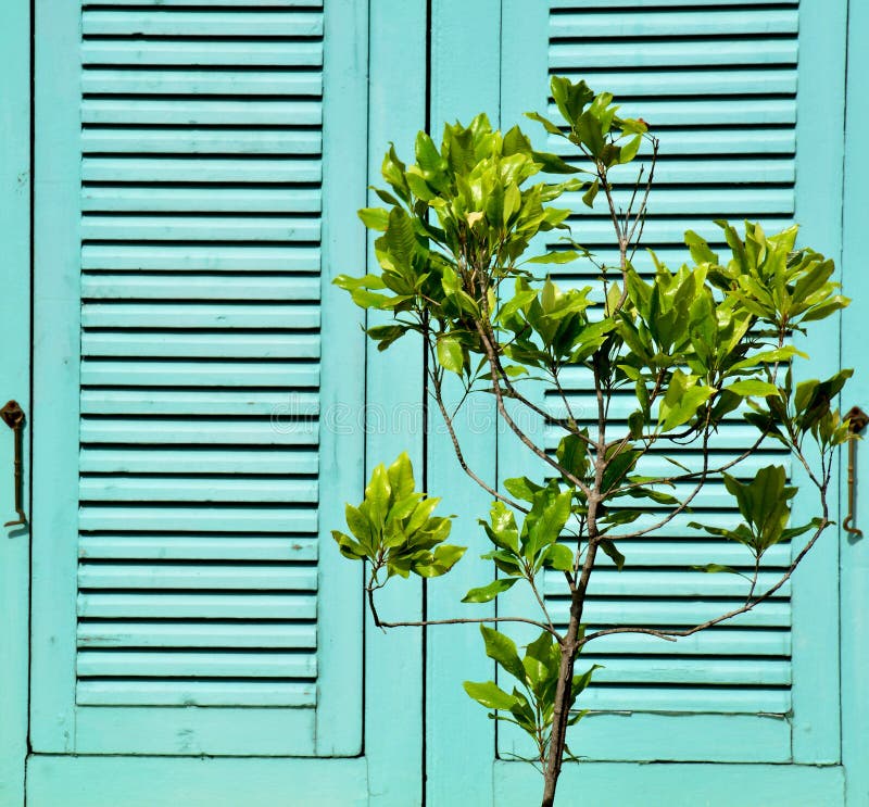 Little Tree Front the Antique Blue Wood Window Stock Photo - Image of ...