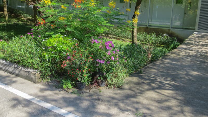 Little tree in the garden stock image. Image of cultivated - 128351721