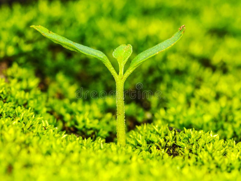 Little tree stock image. Image of small, forest, tiny - 33074155