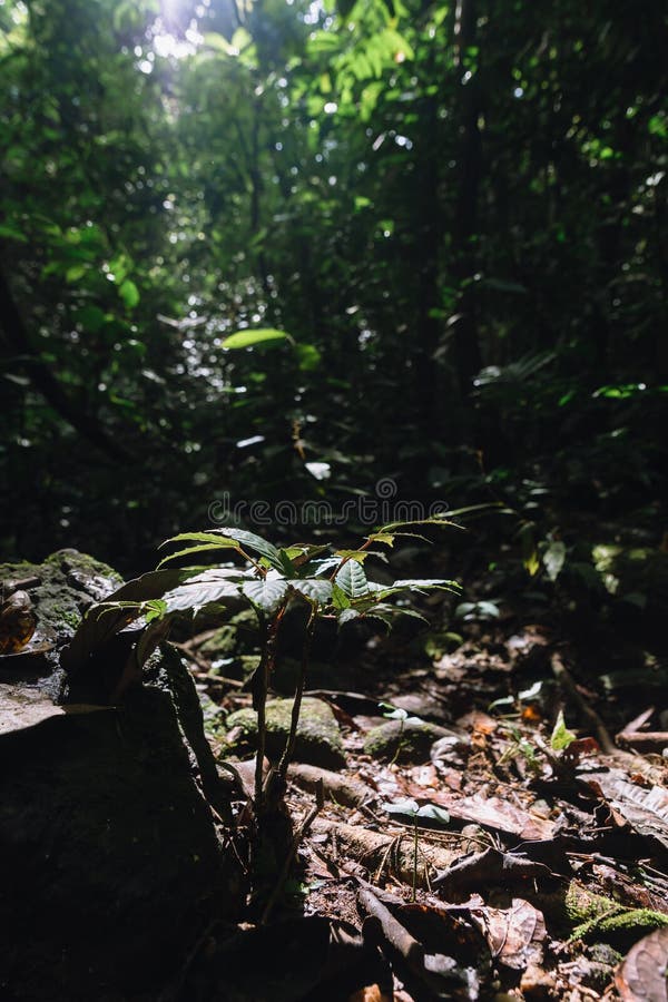 Little Tree Grow on the Ground in the Forest Stock Photo - Image of ...