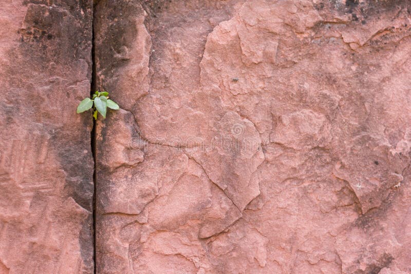 The Little Tree is Growing. Stock Image - Image of nature, grass: 131670449