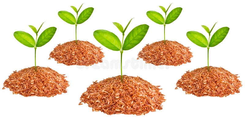 Little Tree Growing. stock photo. Image of asian, agriculture - 33904416
