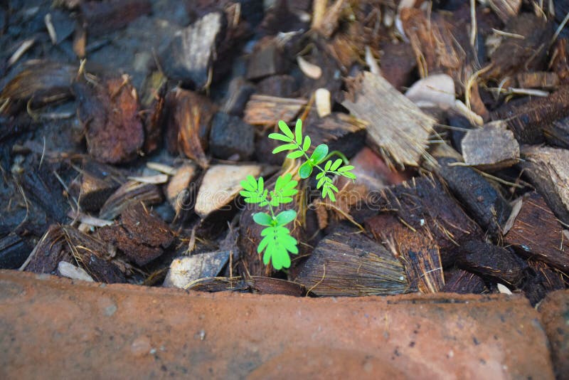 The Little Tree is Growing Up 0922 Stock Photo - Image of small, plant ...