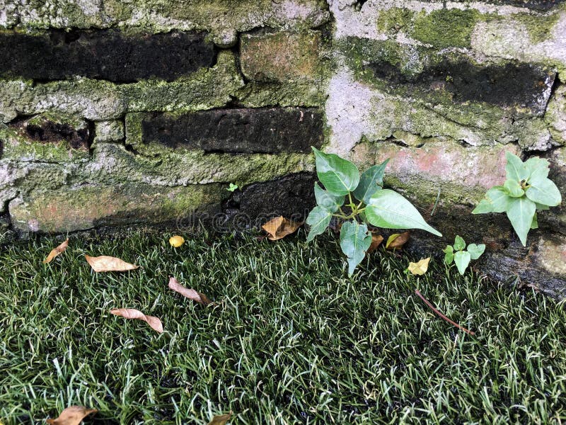 Little Tree Grows from the Brick Wall Stock Image - Image of ...