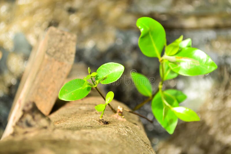Little tree growth stock image. Image of beginning, grow - 71767539