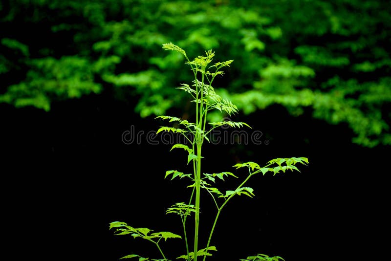 Little Tree Growth in the Forest. Stock Image - Image of forest, future ...