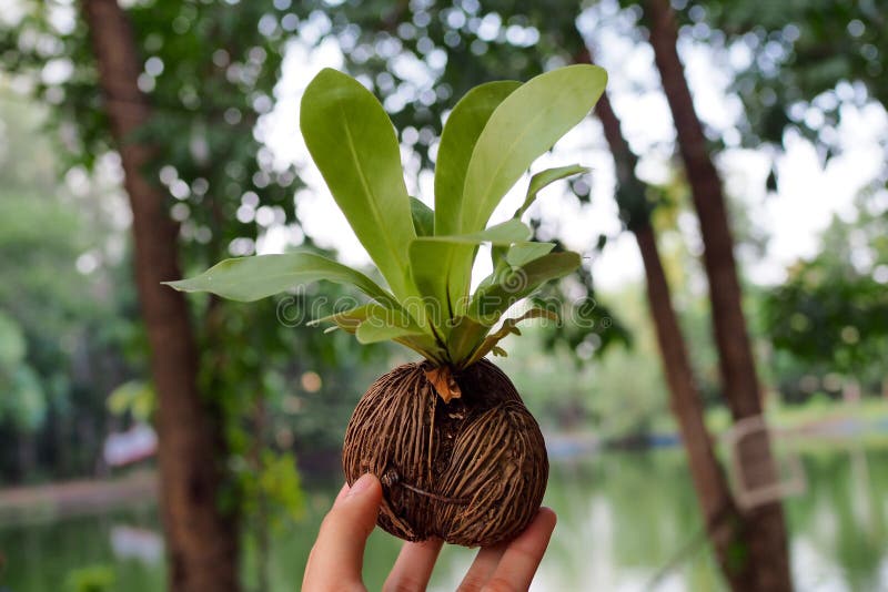Little tree on hand stock photo. Image of little, tree - 98055492