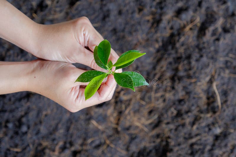 Little tree on hand stock photo. Image of ground, hold - 162969034