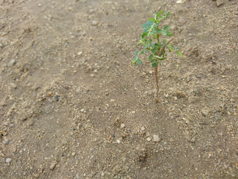 A little tree stock image. Image of leaf, tree, plants - 87863627