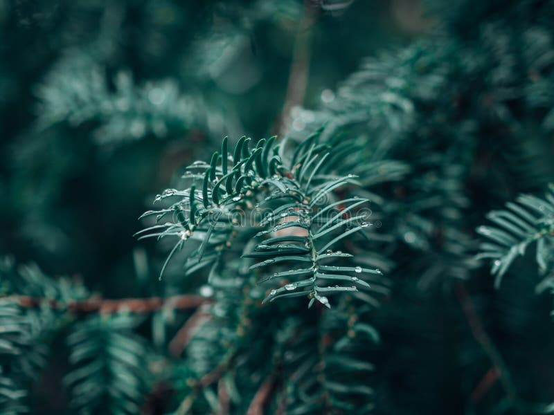 Little Tree Leaves. Leaves or Tree Canopy Stock Image - Image of aerial ...