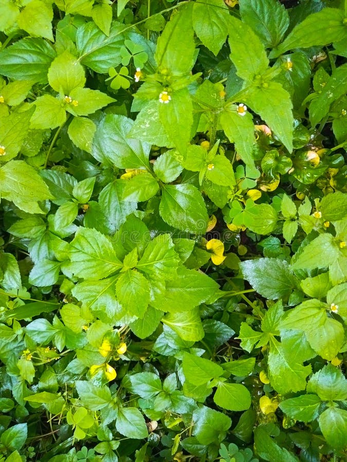Little Tree Leaves Green stock image. Image of green - 265224517