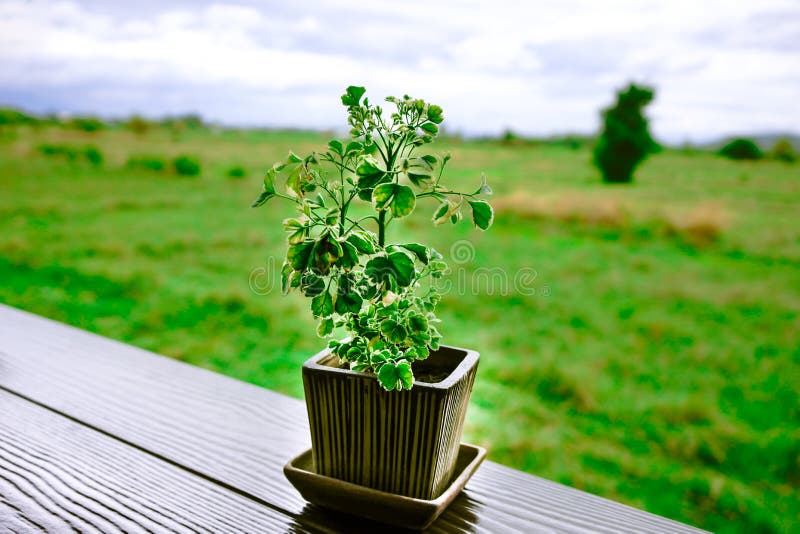 Little tree leaves stock photo. Image of home, beautiful - 74165496