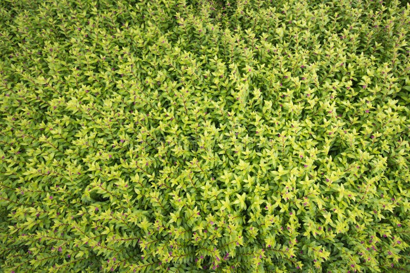 Little tree leaves stock image. Image of nature, leaves - 60139591