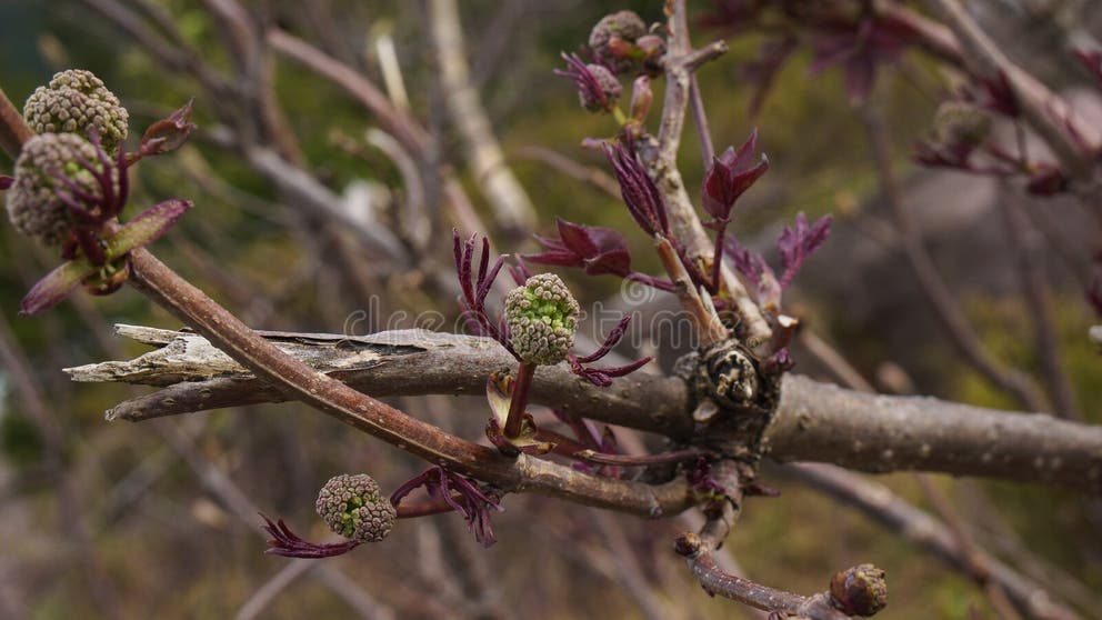 Little Tree Limb Growing in Spring Stock Image - Image of path ...