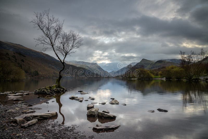 Little Tree at Llyn Padarn stock photo. Image of tree - 236910140